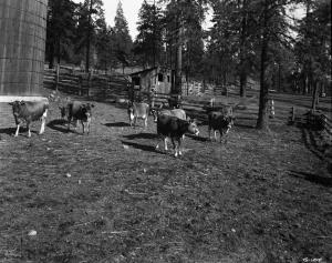 Glen Tana Farm on the Little Spokane River, 1925